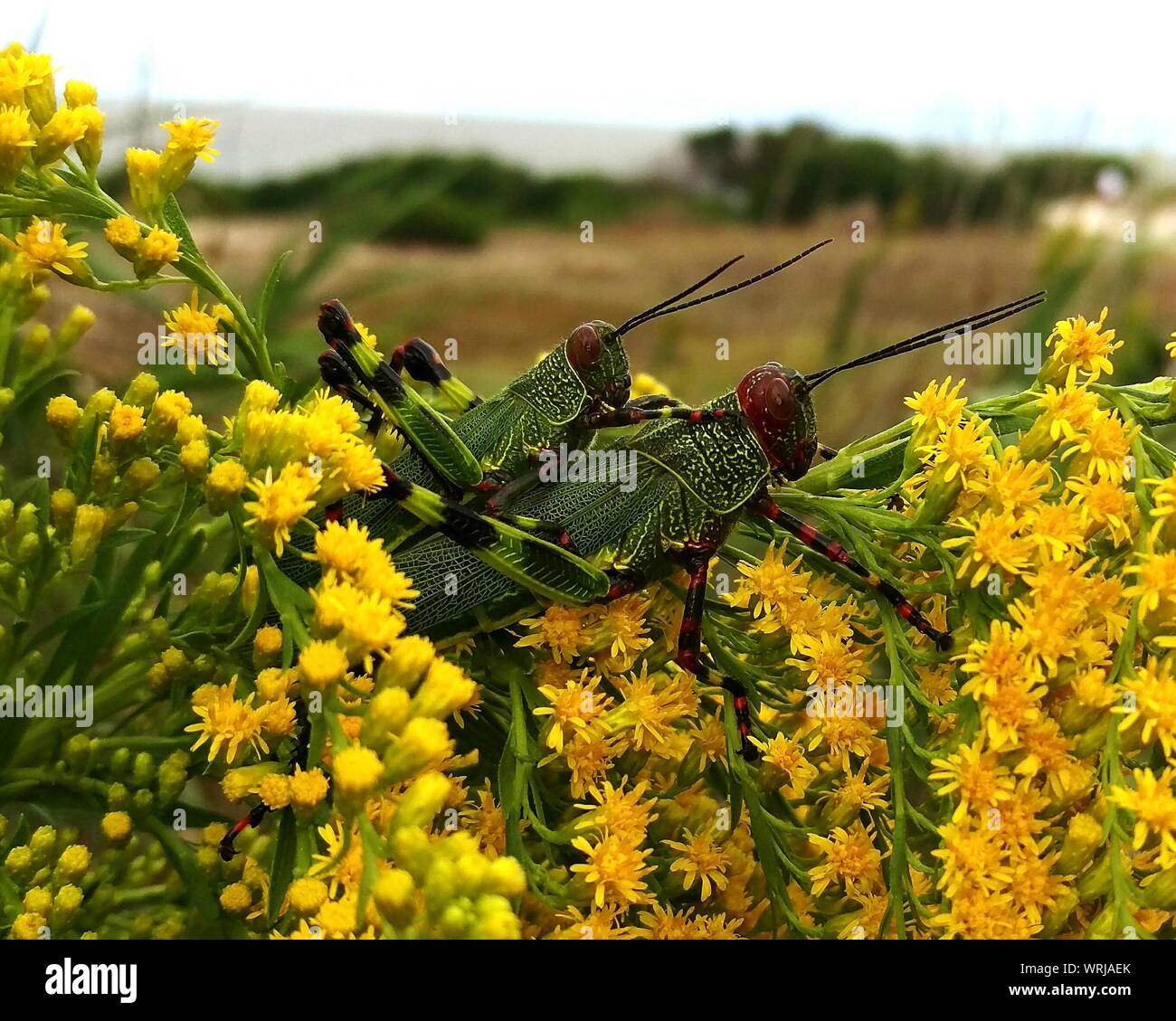Mating grasshoppers hi-res stock photography and images - Alamy