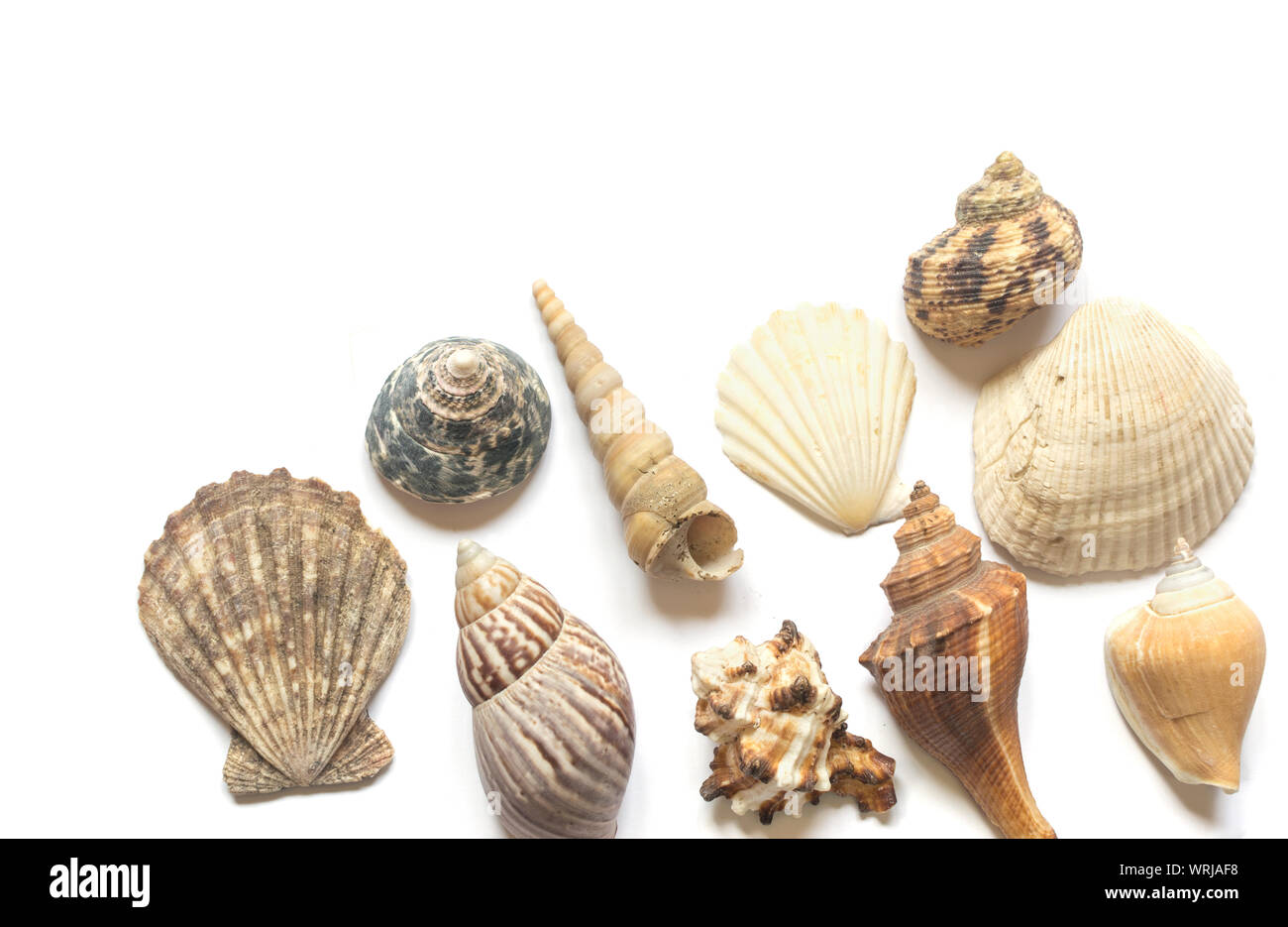 Various sea shells isolated on white background with place for text ...