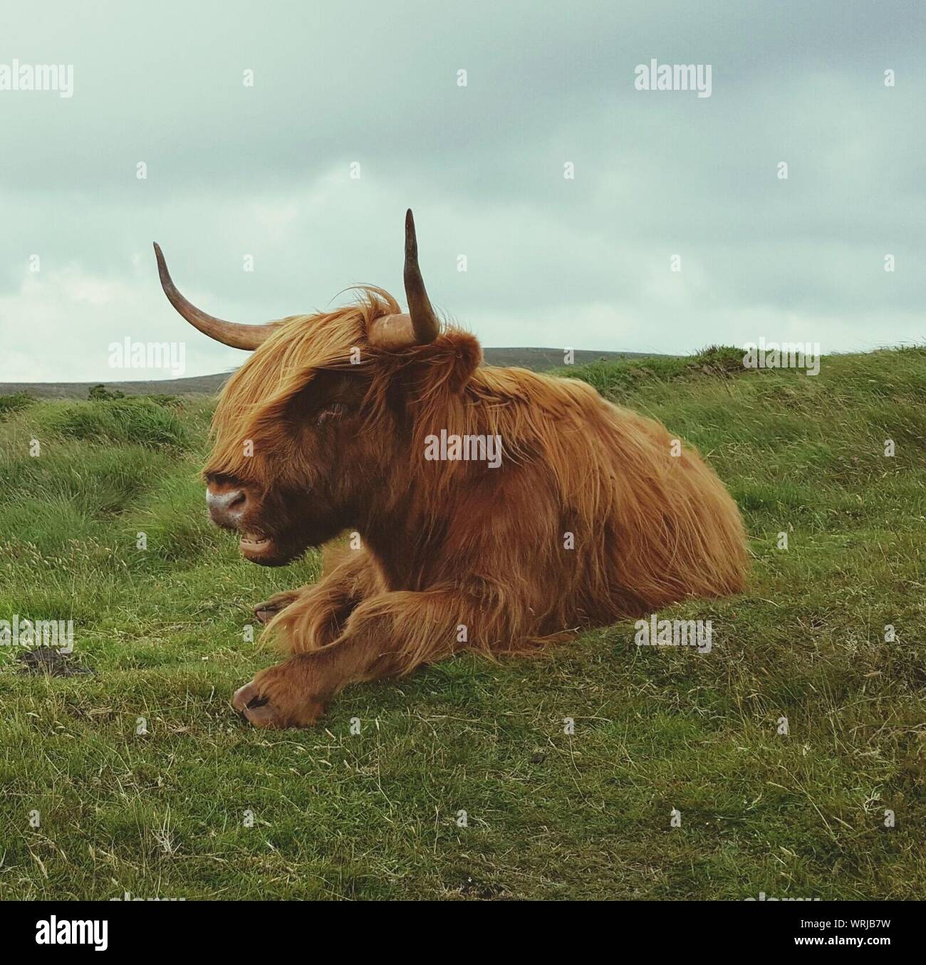 Highland cattle low angle view hi-res stock photography and images - Alamy