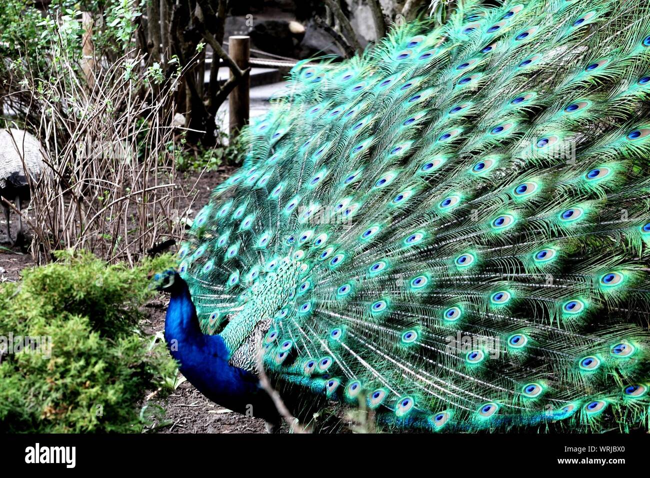 Green blue feathers hi-res stock photography and images - Alamy