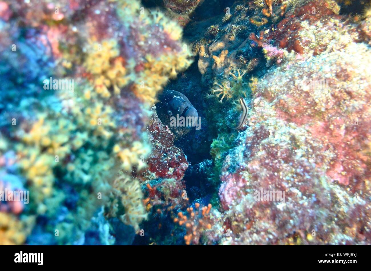 Fish hiding in coral hi-res stock photography and images - Alamy