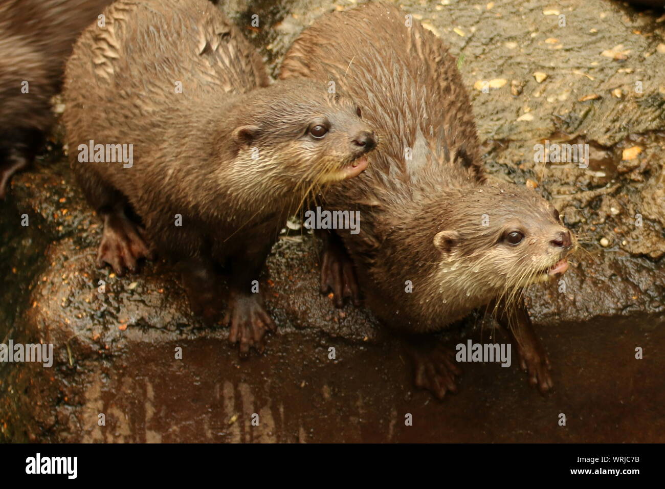 Otters water zoo hi-res stock photography and images - Alamy
