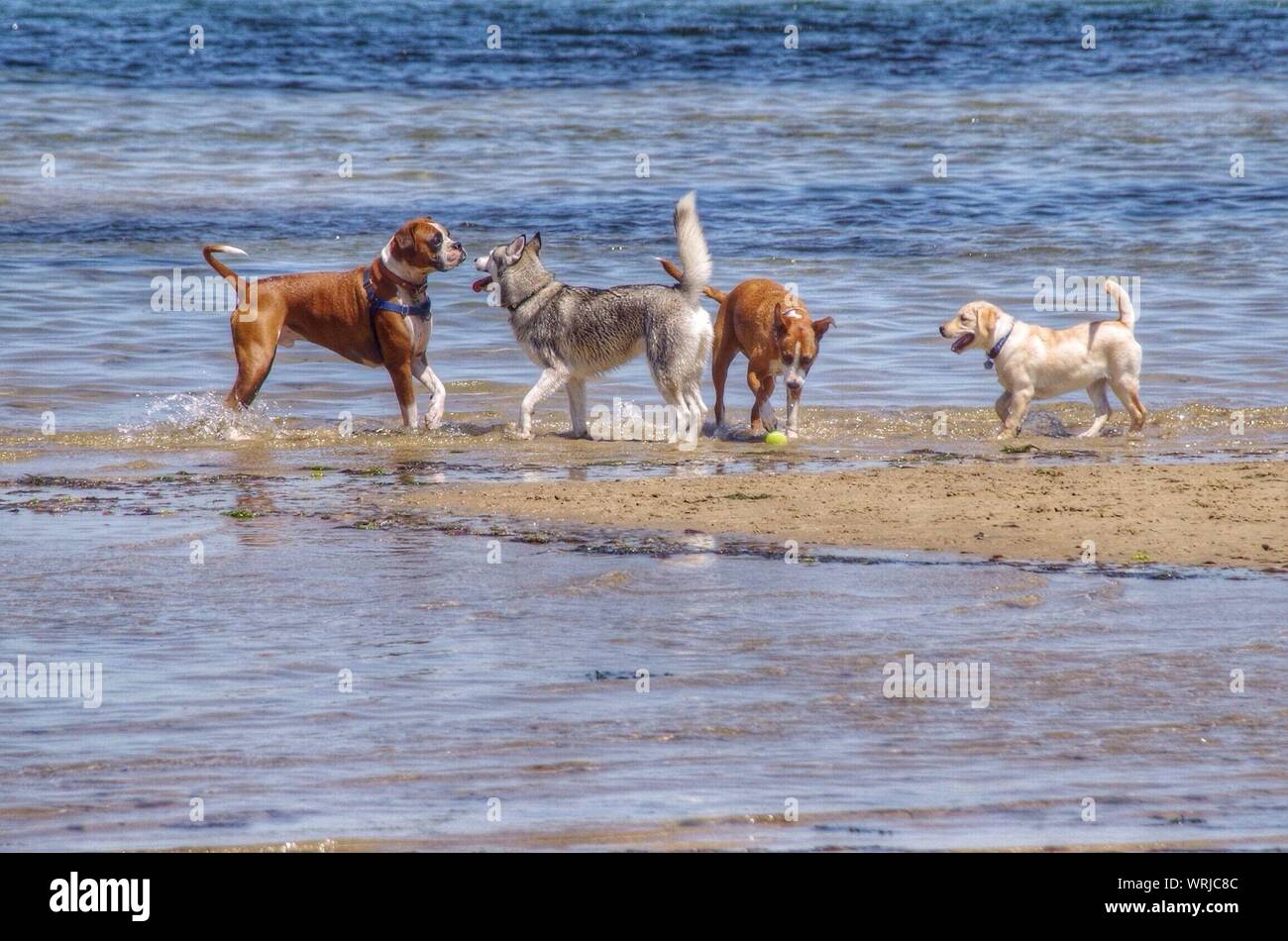 Dogs playing ball on beach hi-res stock photography and images - Alamy