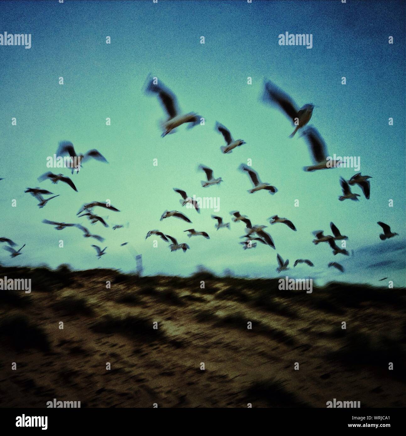 Blurred birds hi-res stock photography and images - Alamy