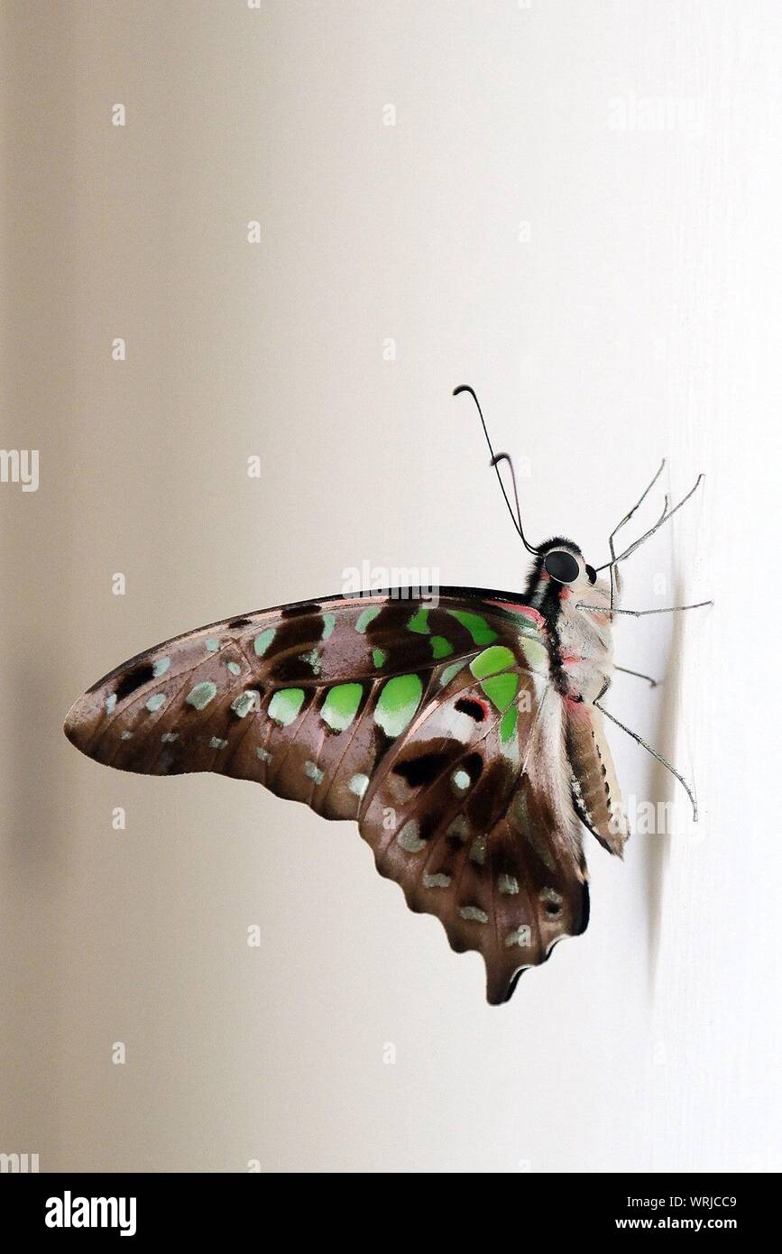 Side view of butterfly hi-res stock photography and images - Alamy