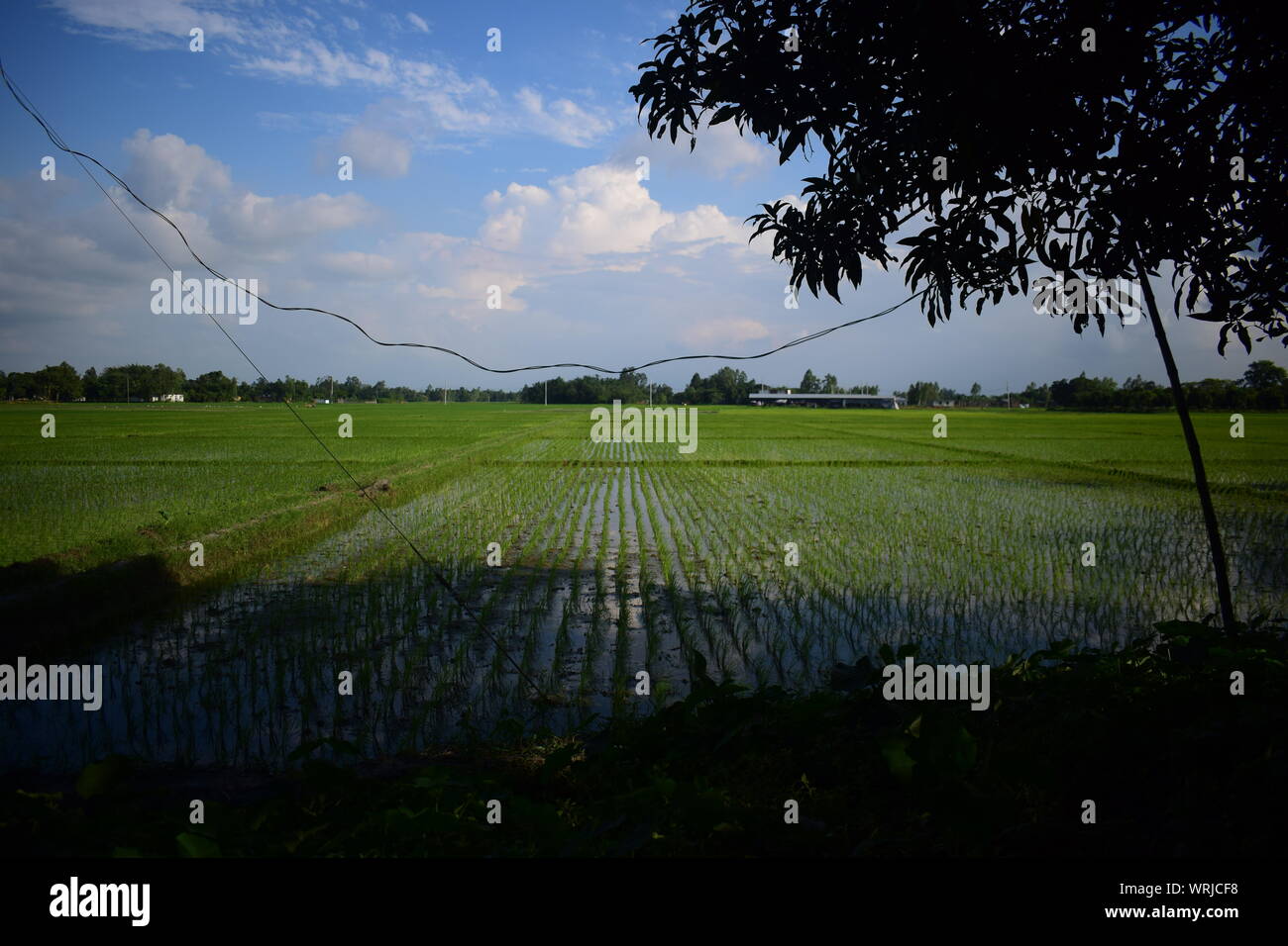 Green paddy field hi-res stock photography and images - Alamy
