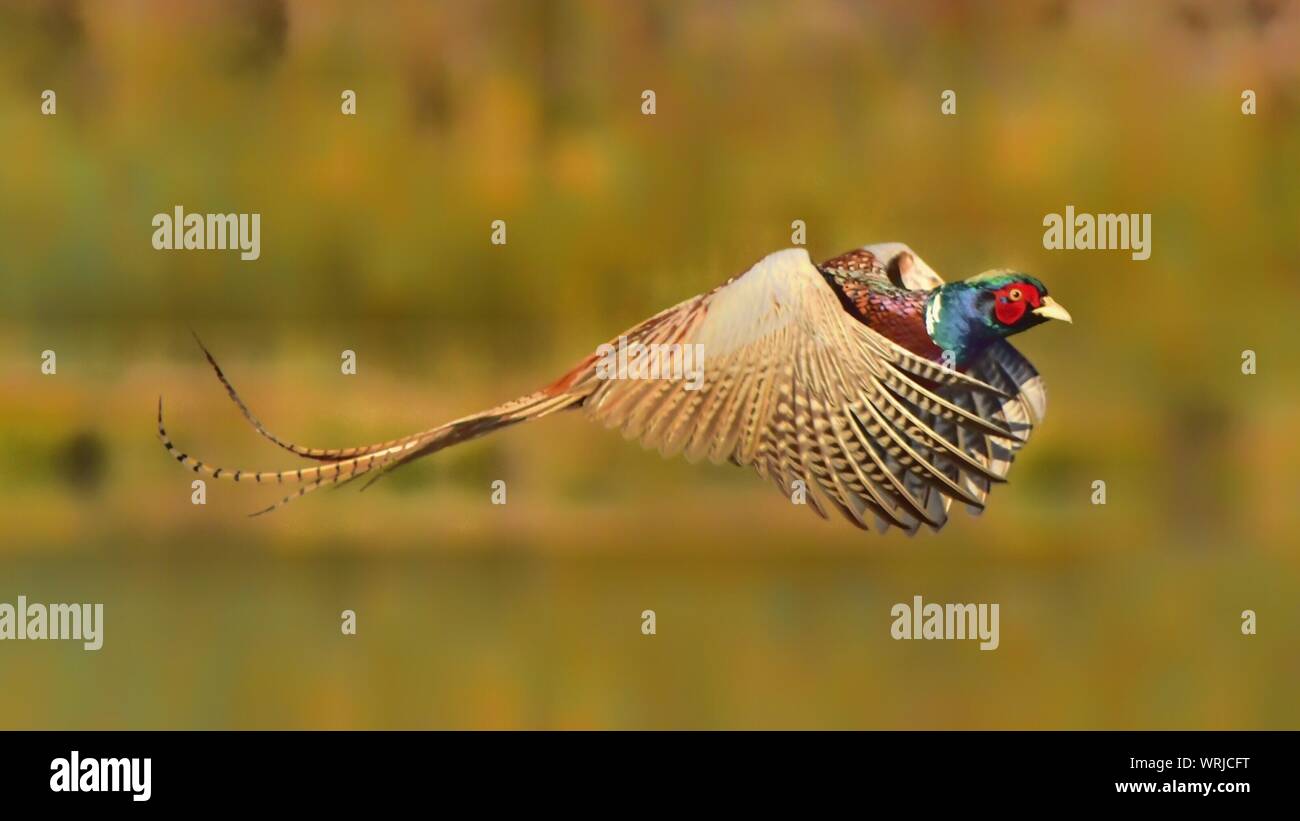 Pheasant In Flight