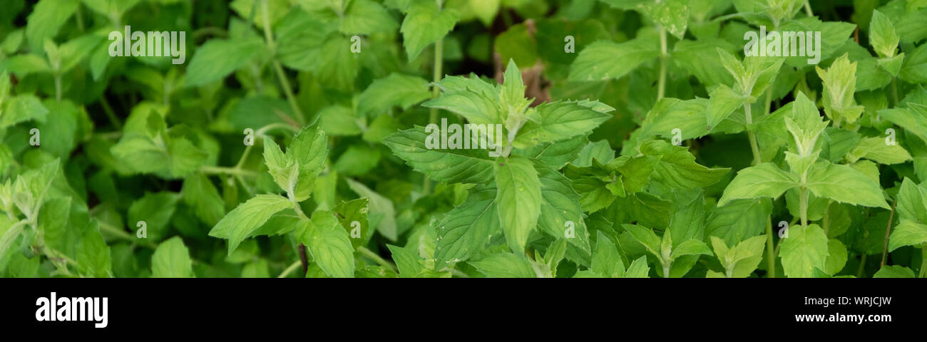 Fresh raw peppermint plant, green background Stock Photo - Alamy