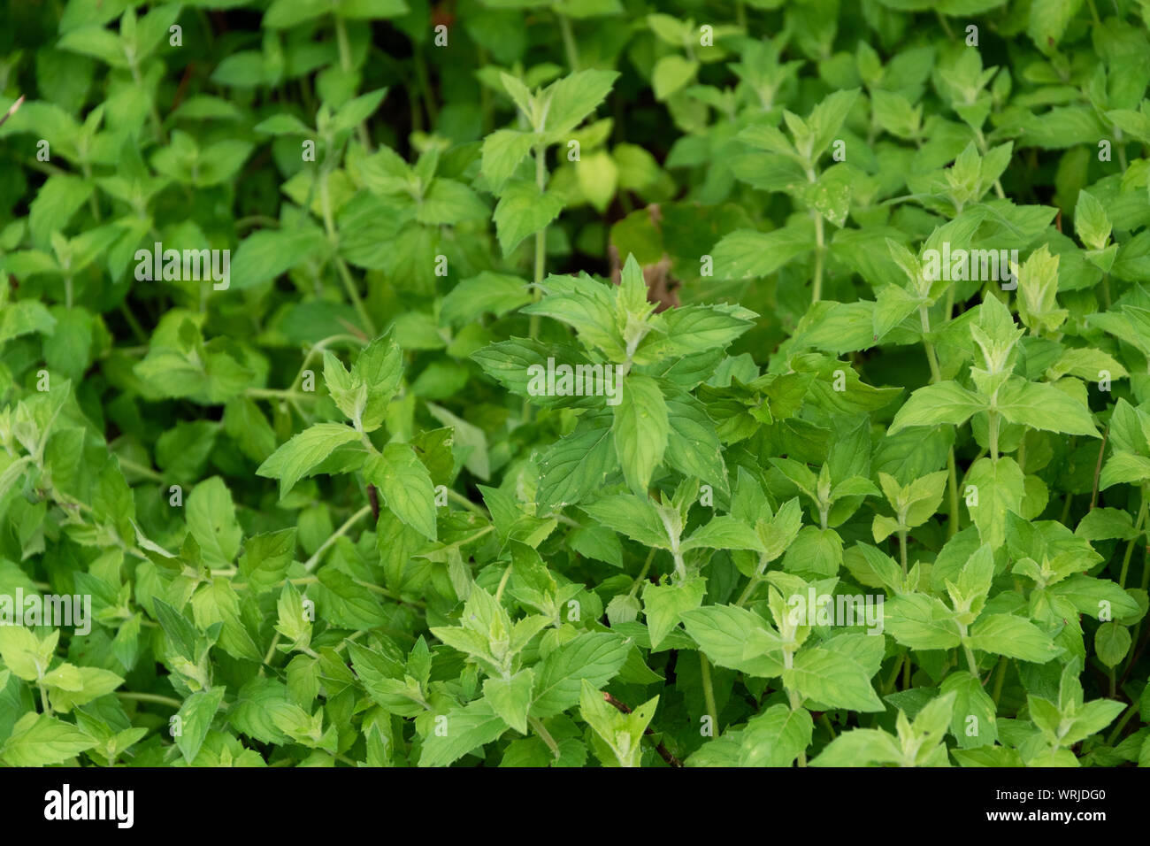 Fresh raw peppermint plant, green background Stock Photo - Alamy