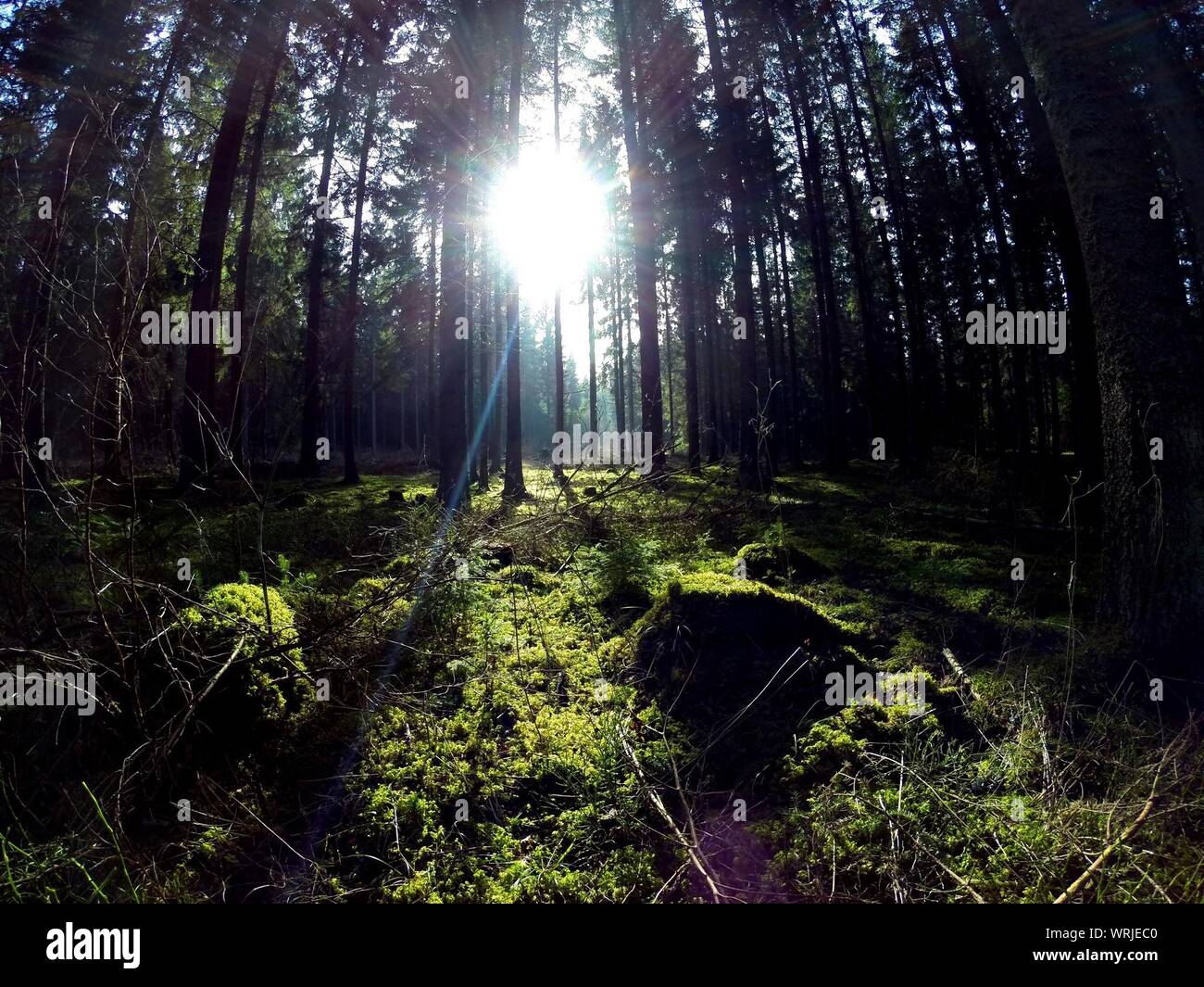 Sun shining through rainforest hi-res stock photography and images - Alamy