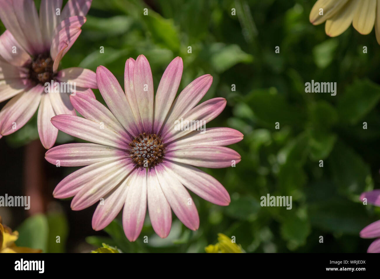 Star Of The Veldt High Resolution Stock Photography and Images - Alamy