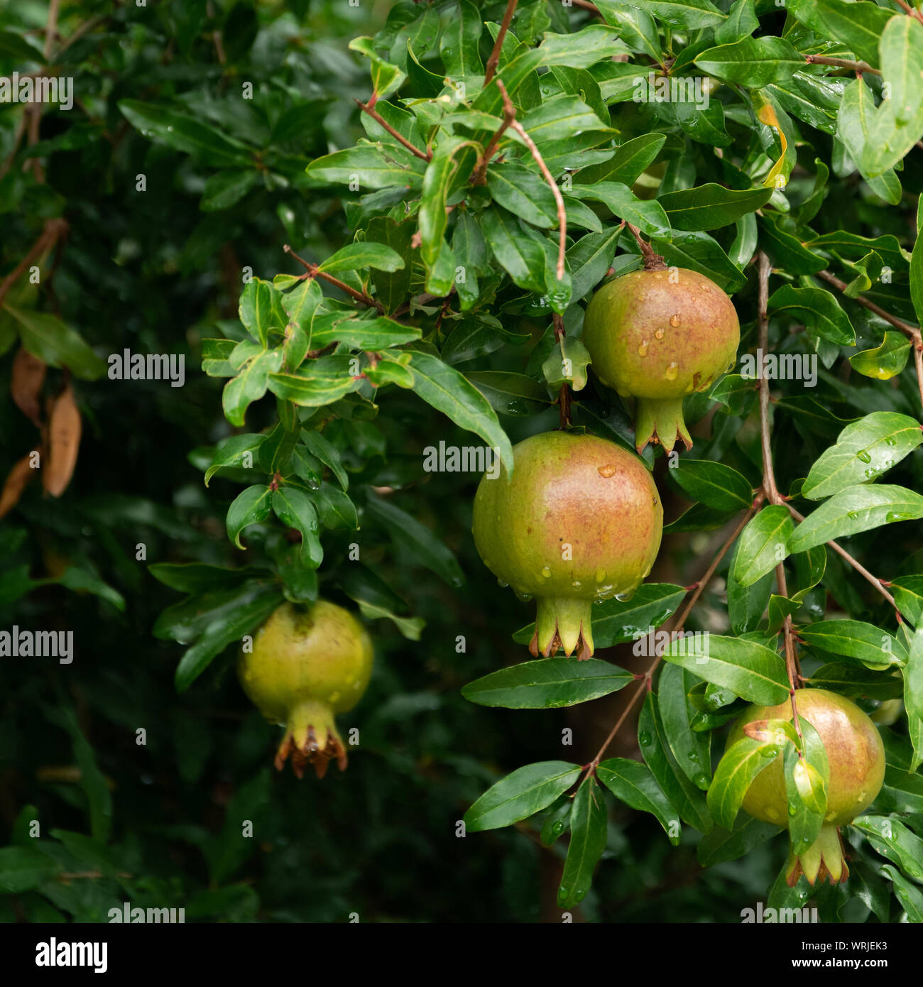 Pomegranate tree with ripe fruits. Raw organic antioxidant food Stock ...