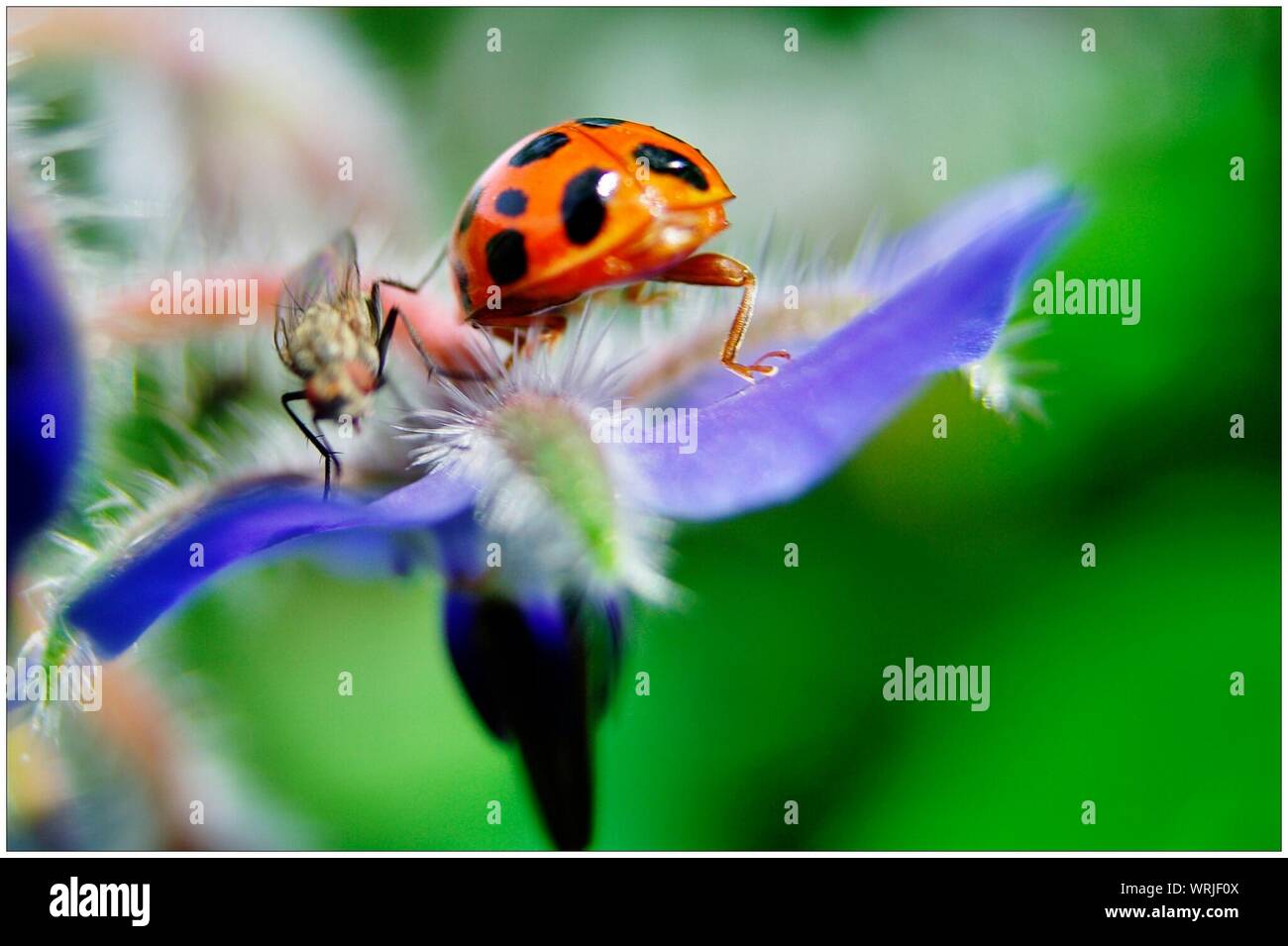 Plant for insects Cut Out Stock Images & Pictures - Alamy