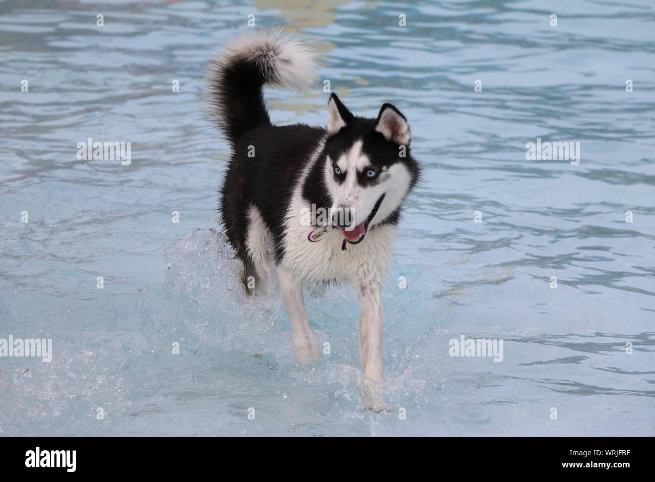 Siberian Husky Dog Swimming High Resolution Stock Photography and ...