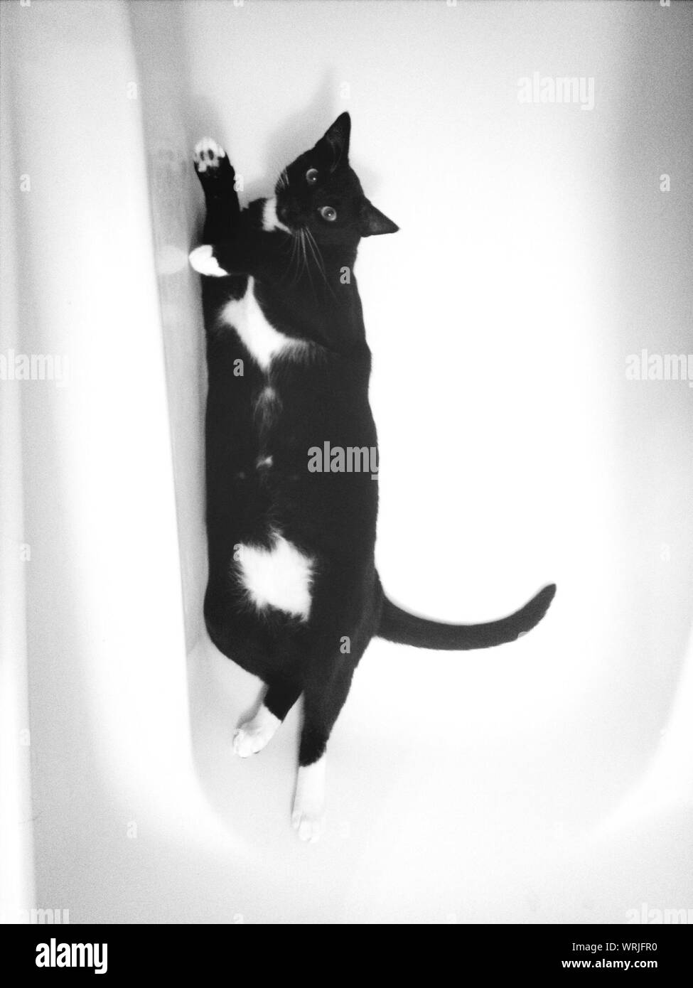 Side view cat hi-res stock photography and images - Alamy