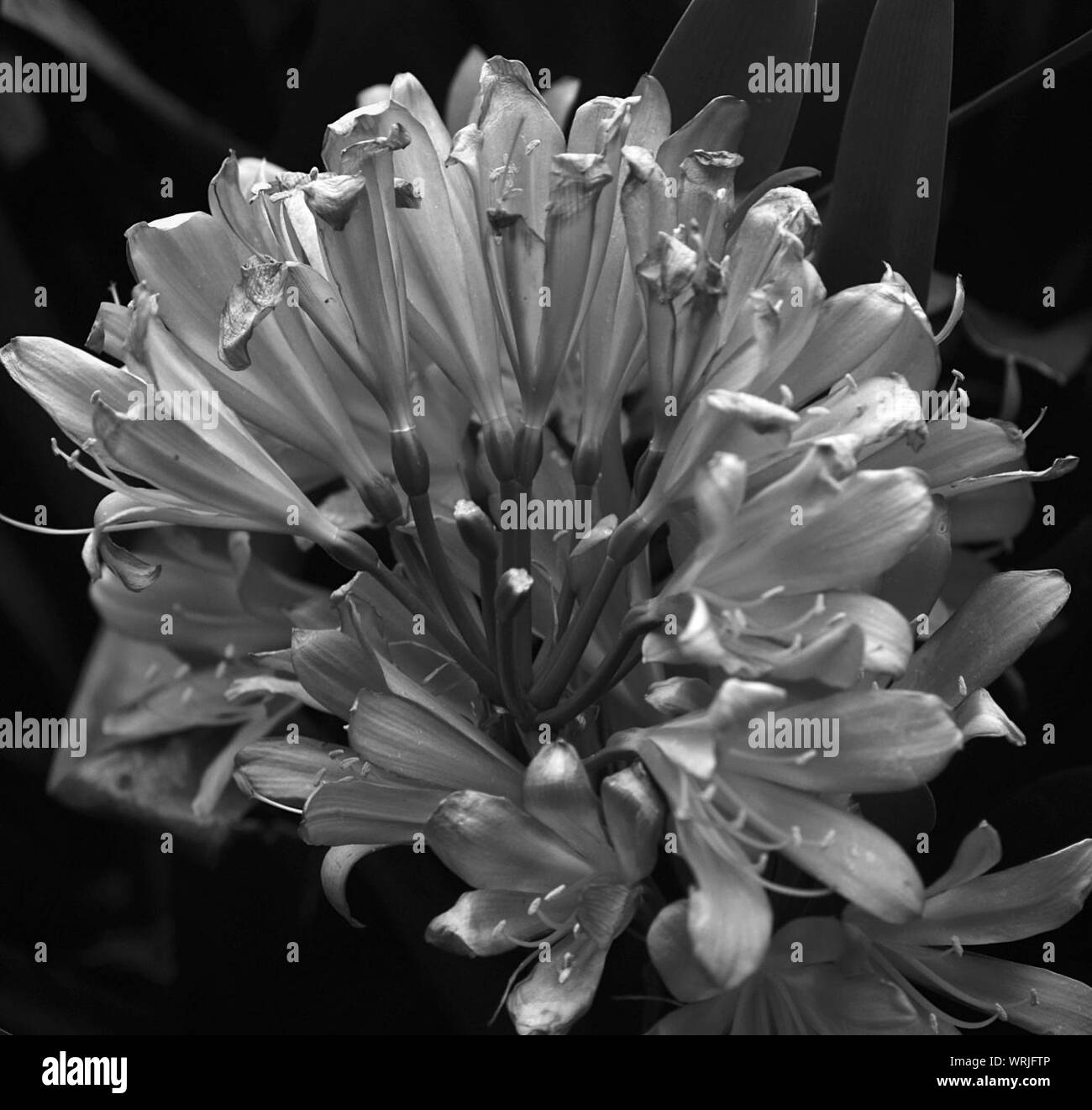 Close flower details hi-res stock photography and images - Alamy