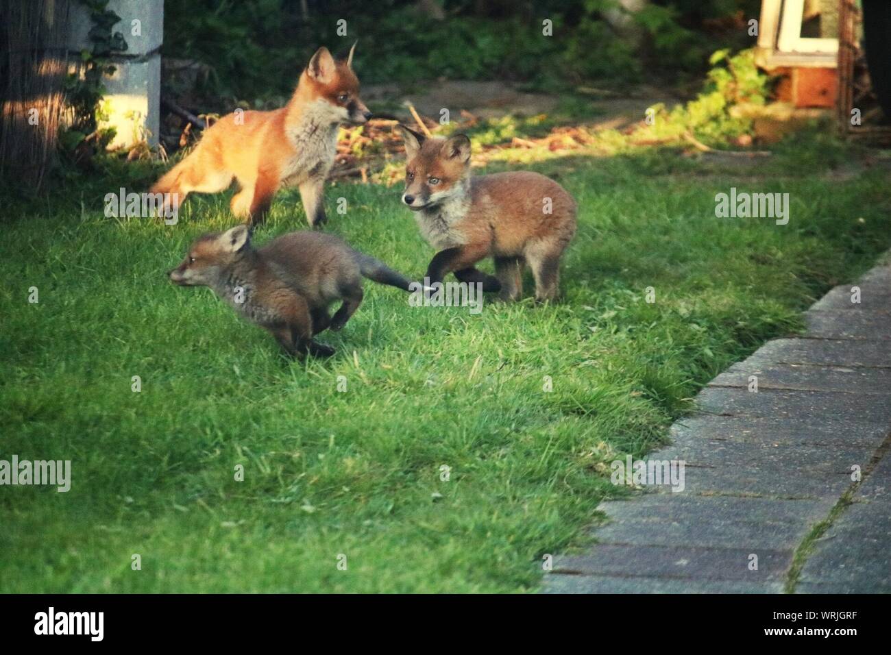 Fox (wild or urban) running hi-res stock photography and images - Alamy