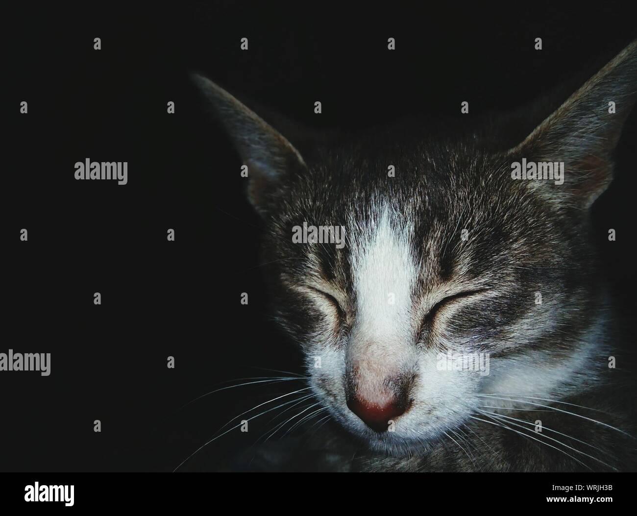 Black cat eyes closed hi-res stock photography and images - Alamy