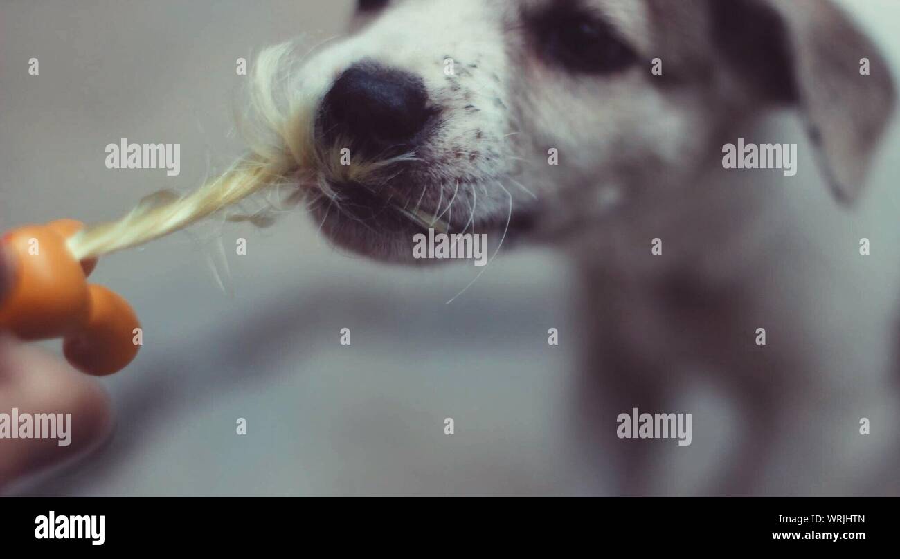 Dog pulling hi-res stock photography and images - Alamy