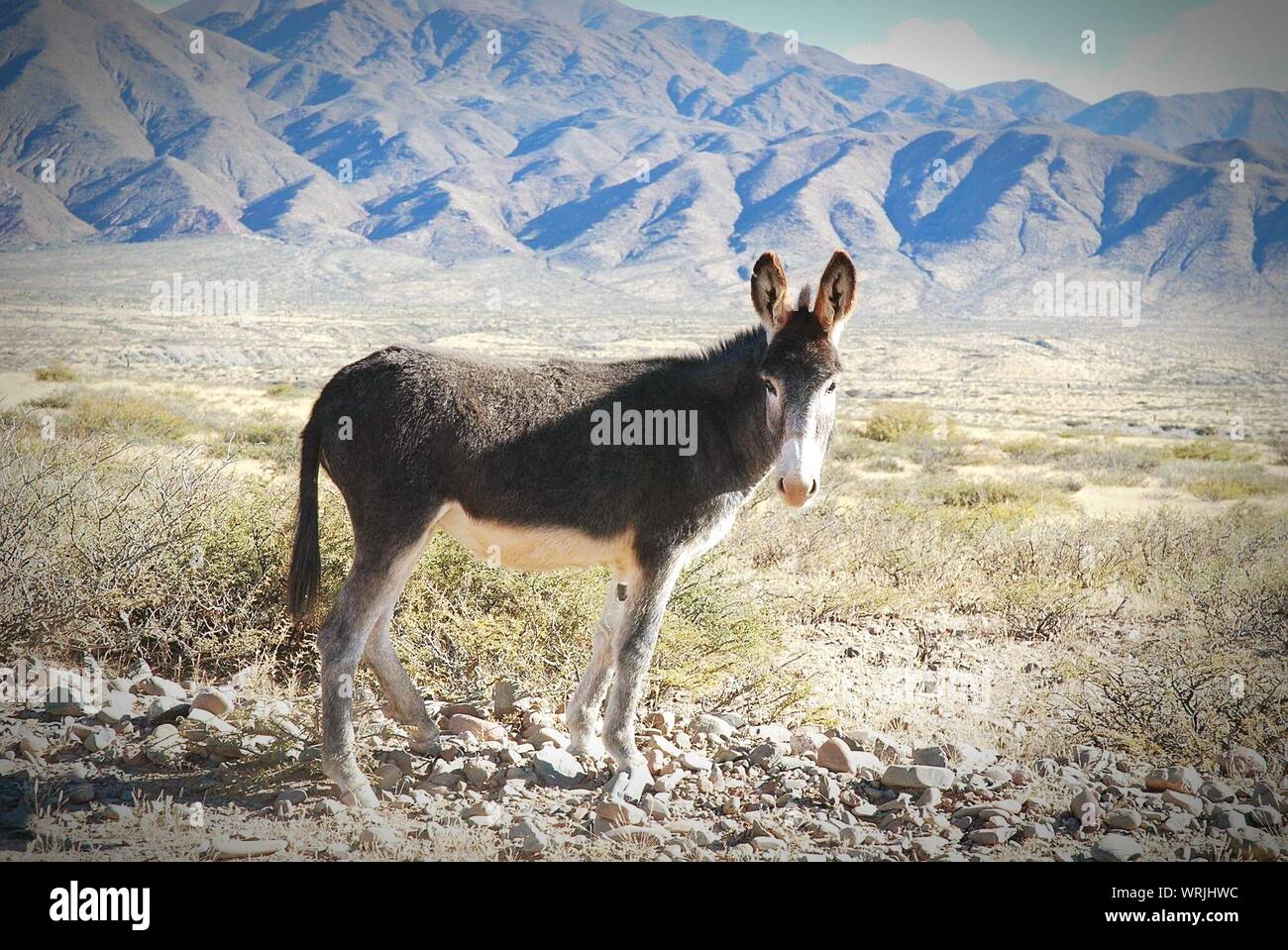Donkey landscape hi-res stock photography and images - Alamy