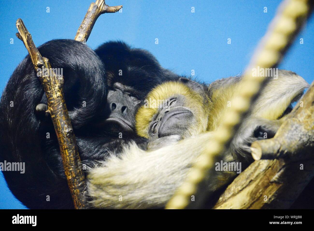 Monkey sleeping in tree hi-res stock photography and images - Alamy