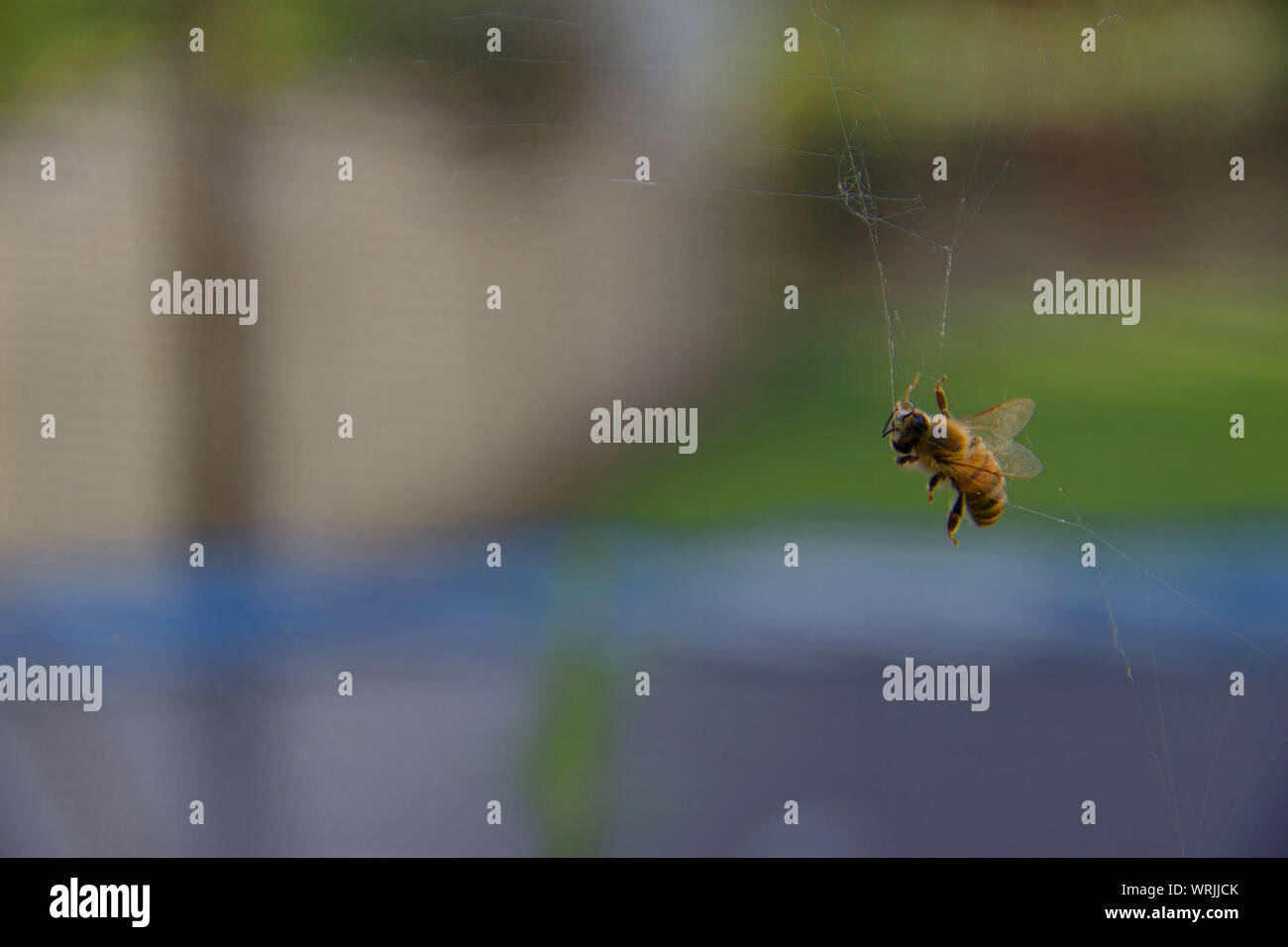 Stuck in web hi-res stock photography and images - Alamy