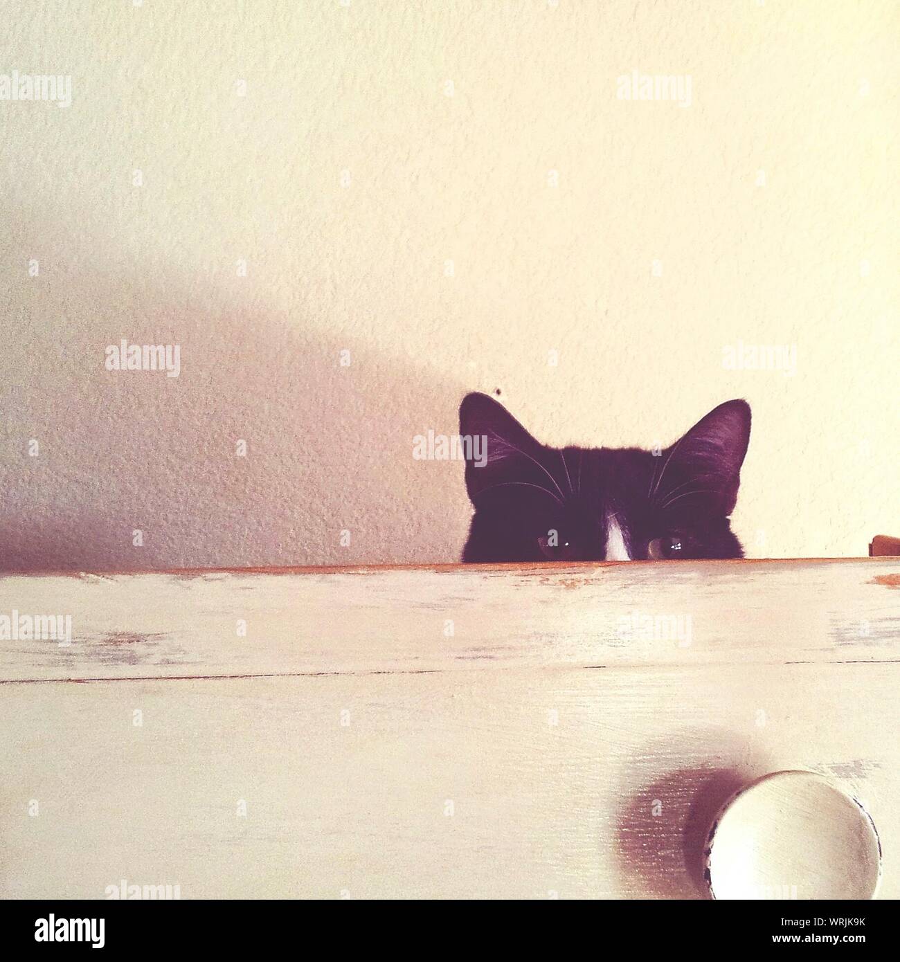 Cat hiding table hi-res stock photography and images - Alamy