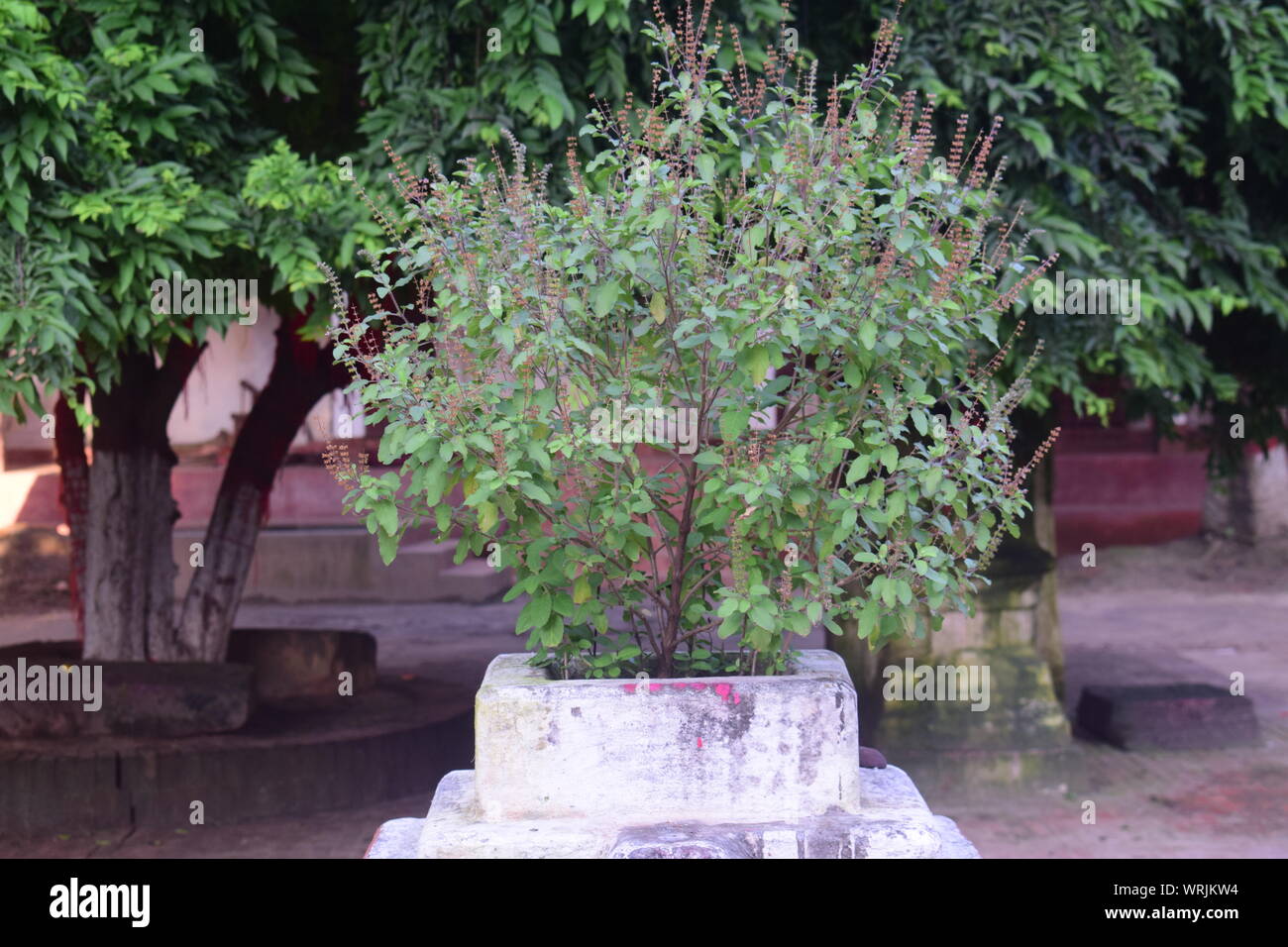 Holy basil tree in front of temple Stock Photo - Alamy