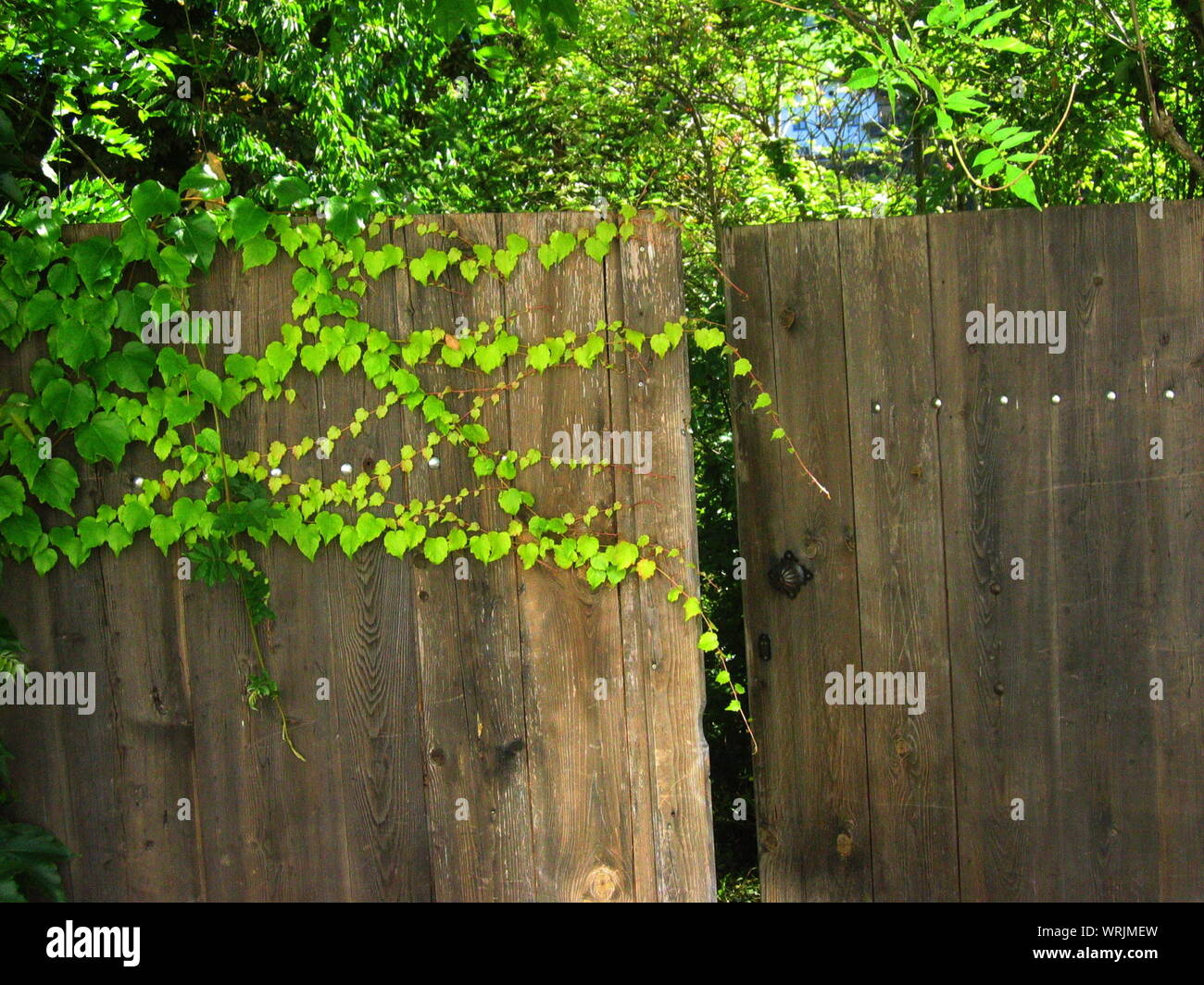 Back gate hi-res stock photography and images - Alamy