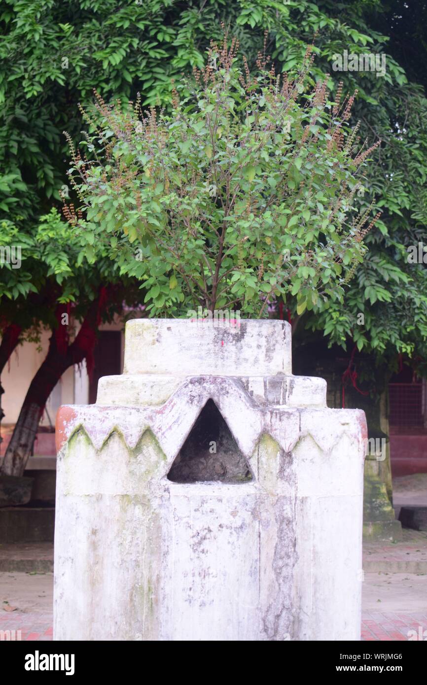 Holy basil tree in front of temple Stock Photo - Alamy