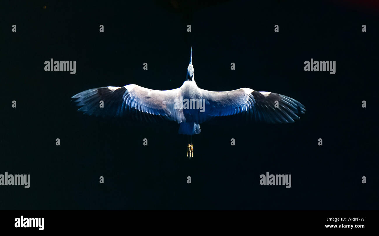Flying the black hi-res stock photography and images - Alamy