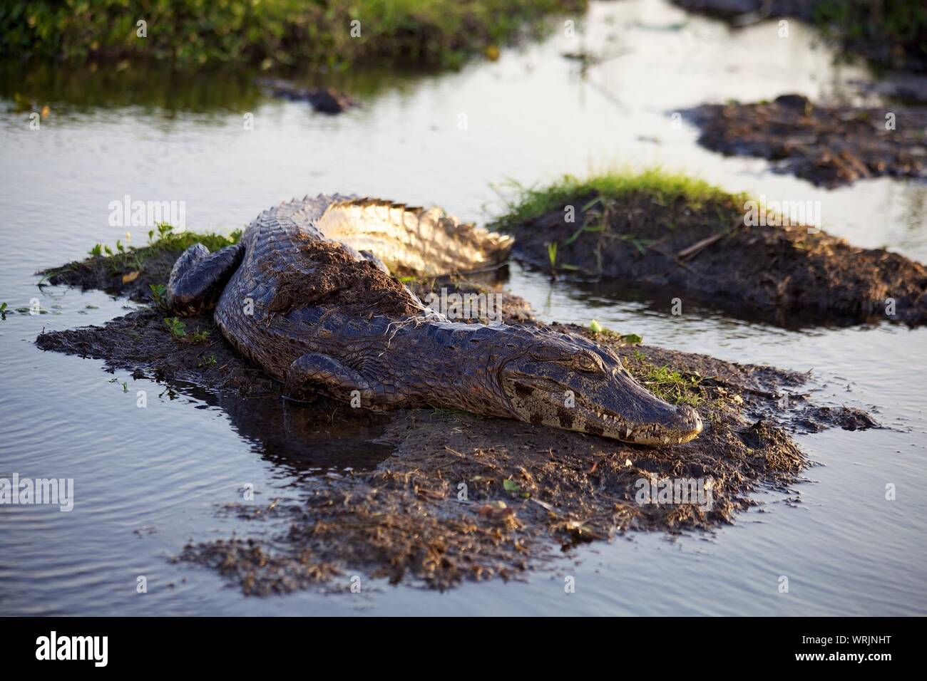 Alligator In Mud High Resolution Stock Photography and Images - Alamy