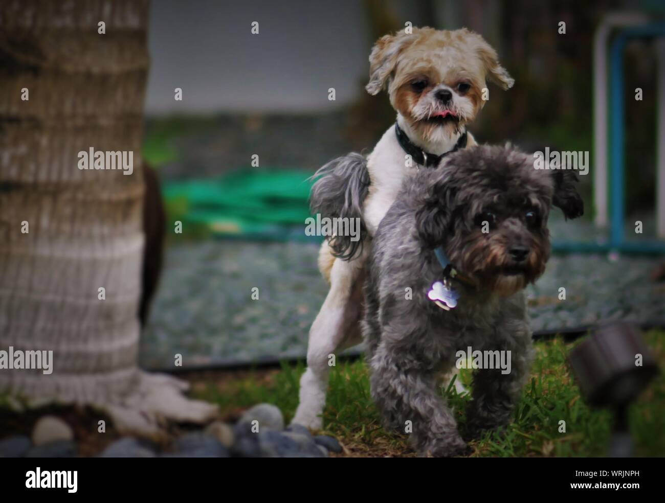 Dog Mating High Resolution Stock Photography and Images - Alamy