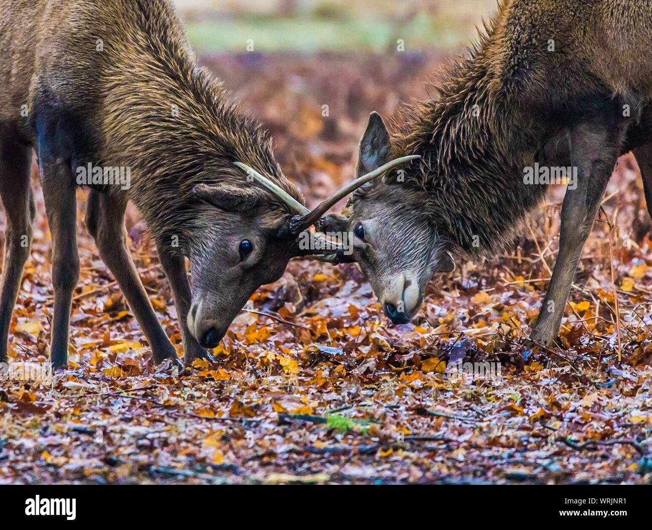 Two stags fighting hi-res stock photography and images - Alamy