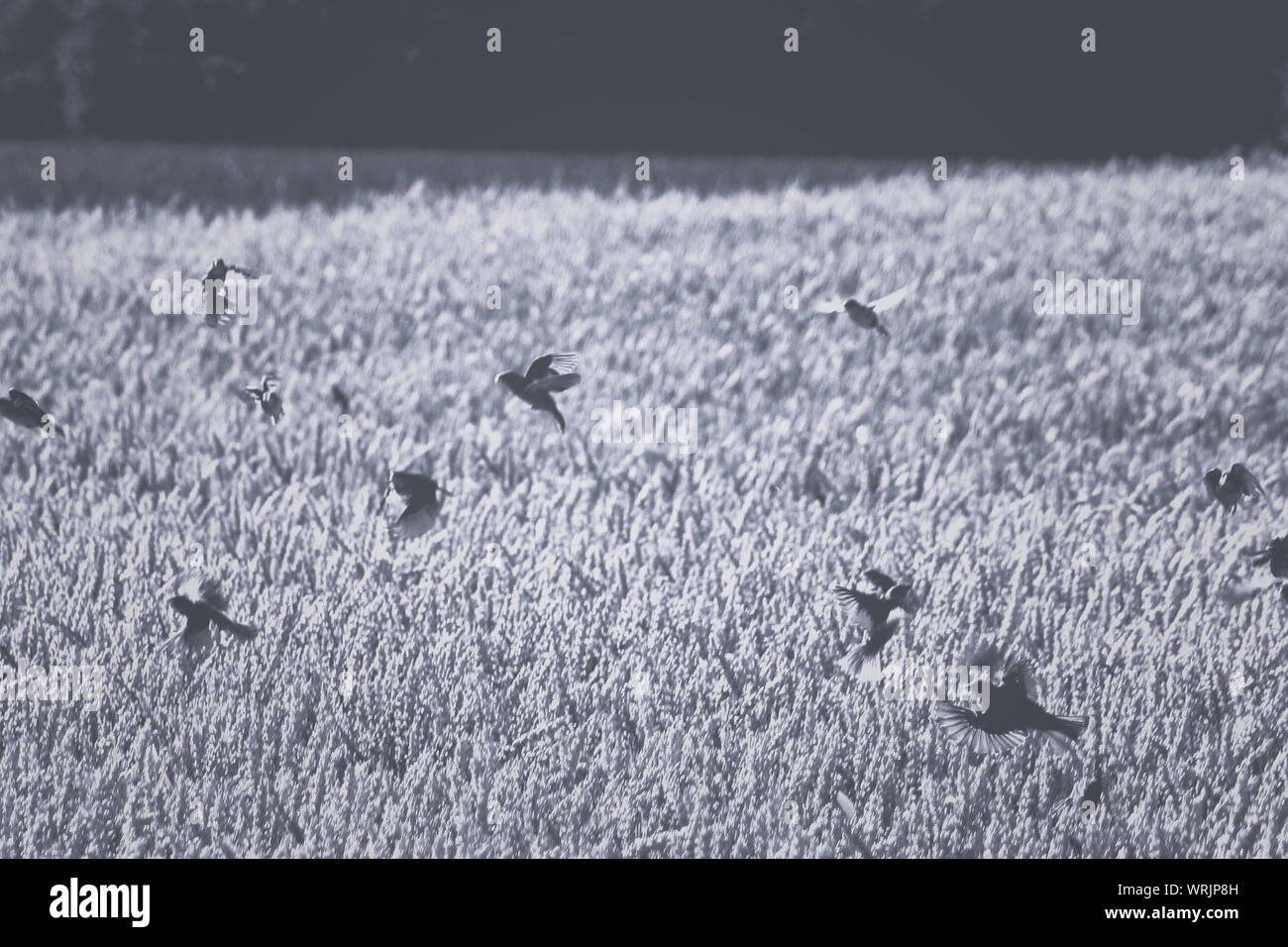 Sparrows wheat field hi-res stock photography and images - Alamy