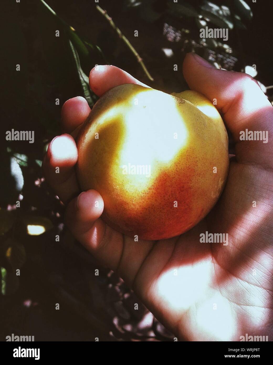 Hand holding peach hi-res stock photography and images - Alamy