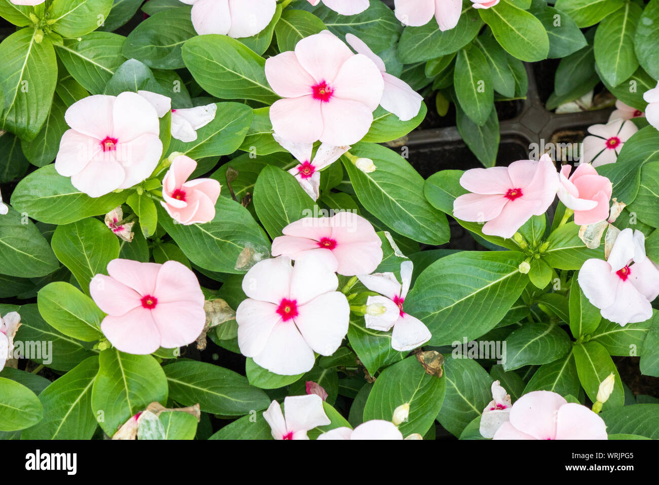 Closeup catharanthus roseus cape hi-res stock photography and images ...