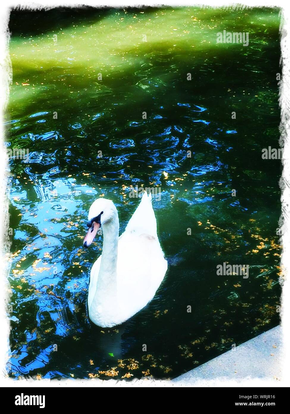 Floating swimming Cut Out Stock Images & Pictures - Alamy