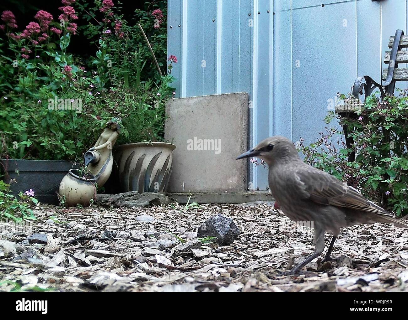 Back view bird hi-res stock photography and images - Alamy