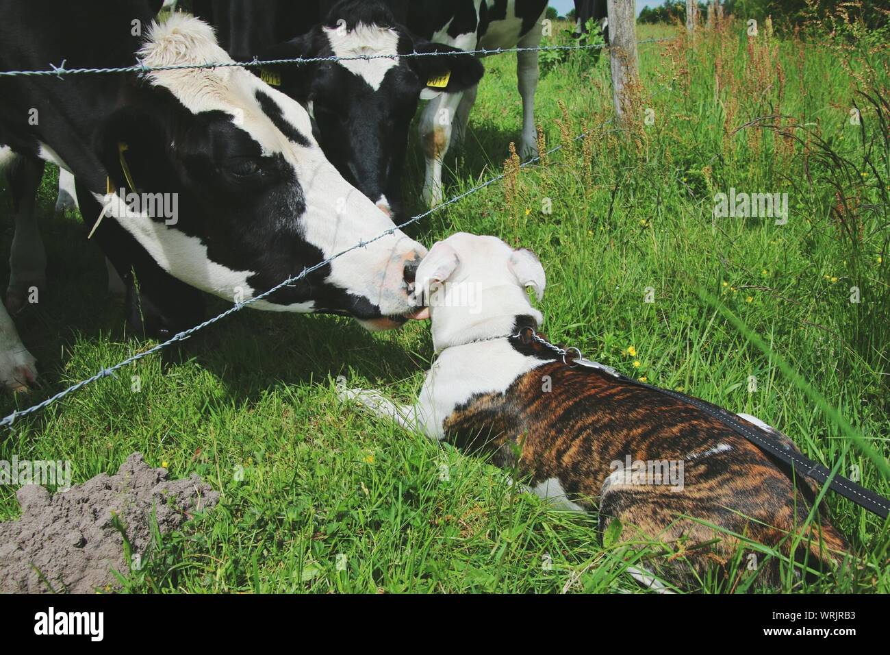 Cow dog hi-res stock photography and images - Alamy
