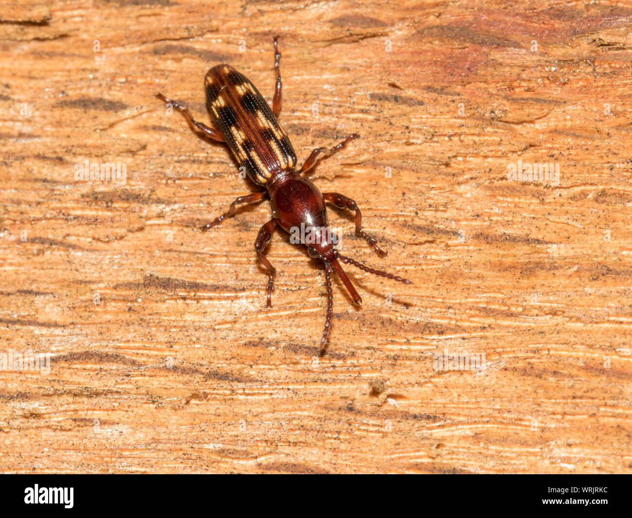 A female straight-snouted weevil, Arrhenodes minutus Stock Photo - Alamy