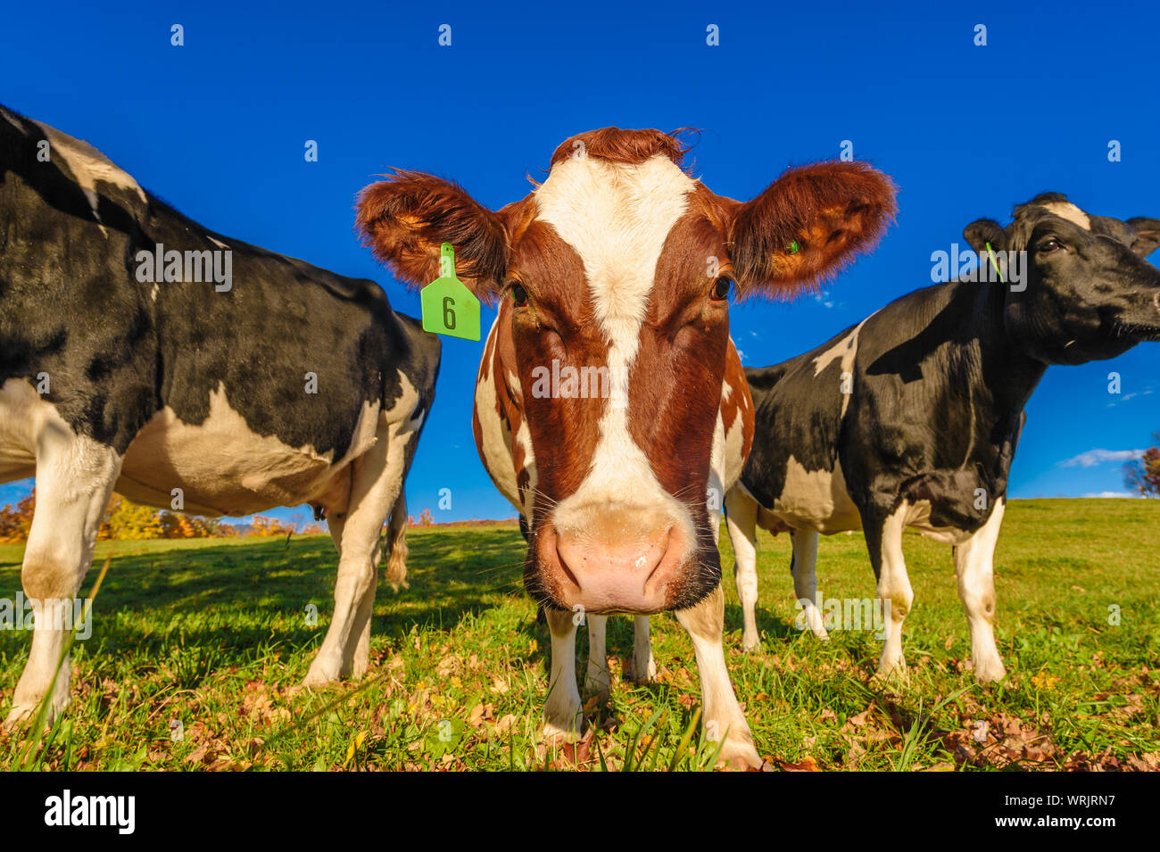 Closeup of cows looking at the camera, Stowe, Vermont, USA Stock Photo ...