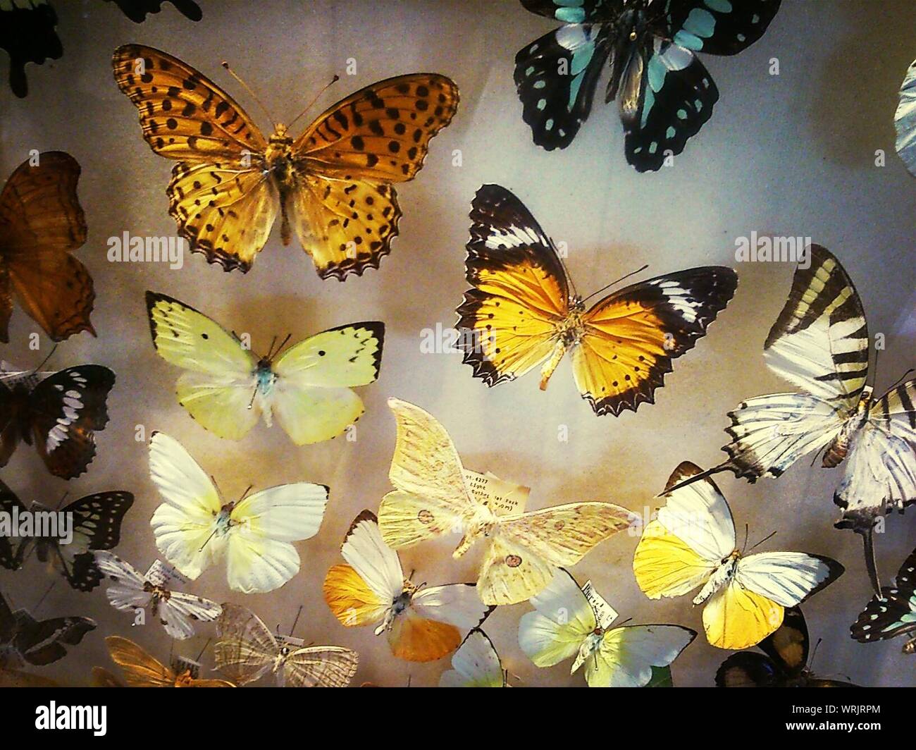 Butterfly collection hi-res stock photography and images - Alamy