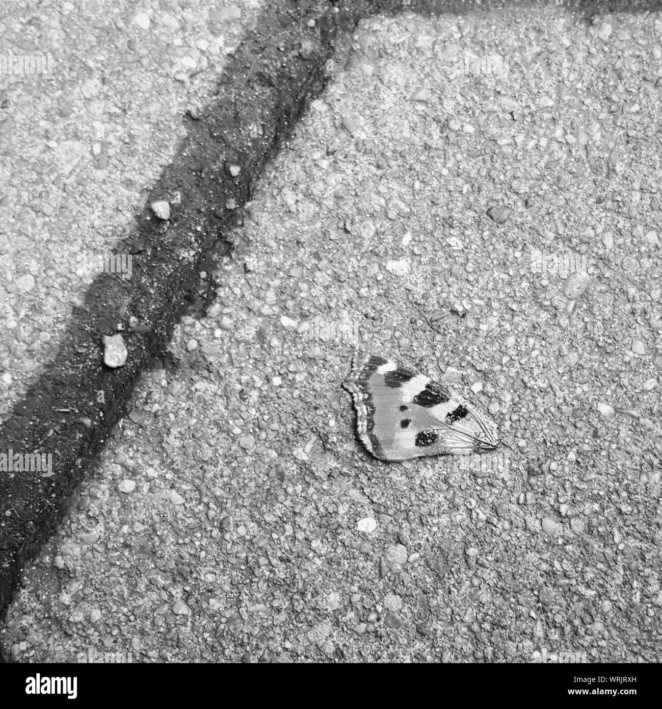 Dead butterfly Black and White Stock Photos & Images - Alamy