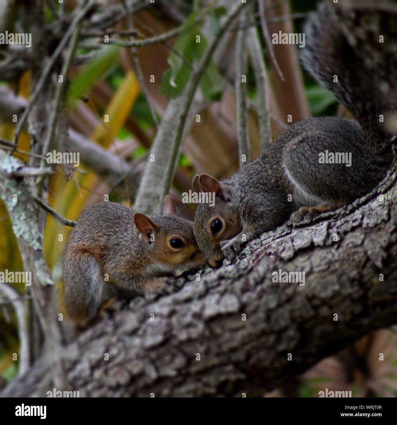 Squirrels on branch hi-res stock photography and images - Alamy