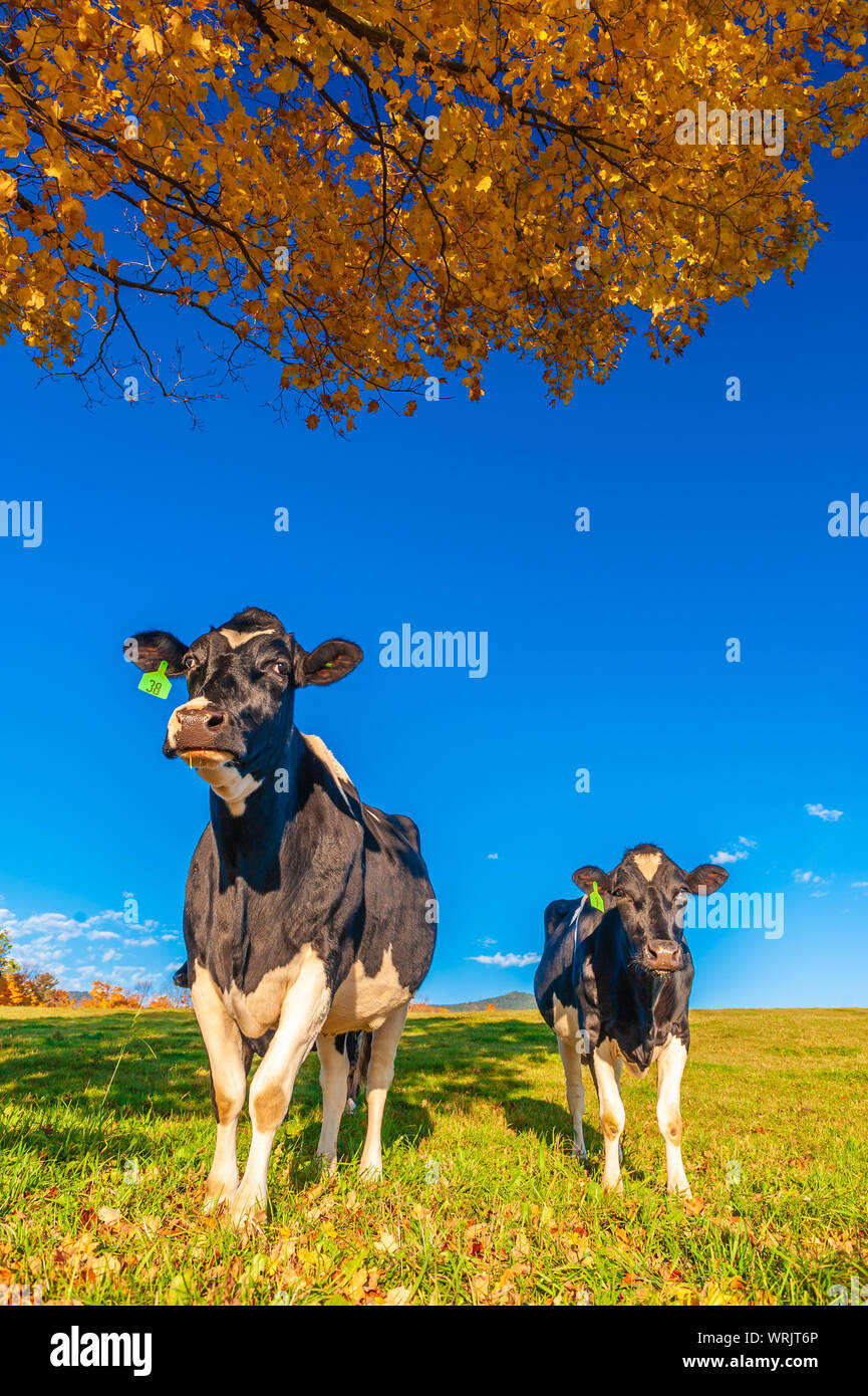Vermont beef cattle hi-res stock photography and images - Alamy