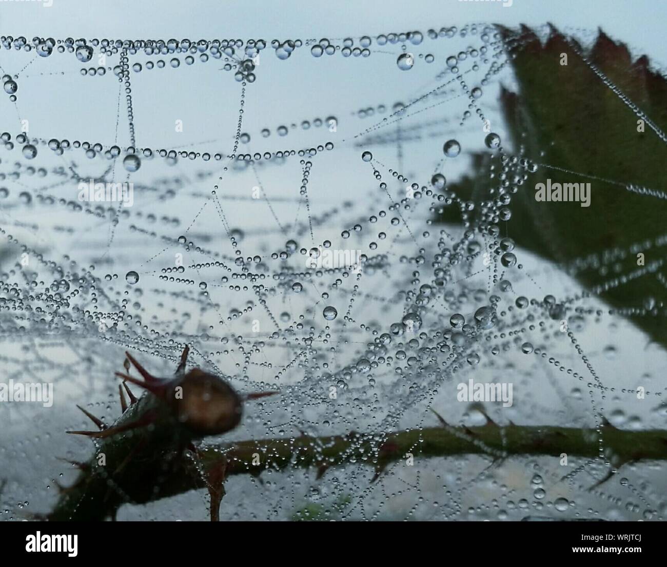 Rainy spider web hi-res stock photography and images - Alamy