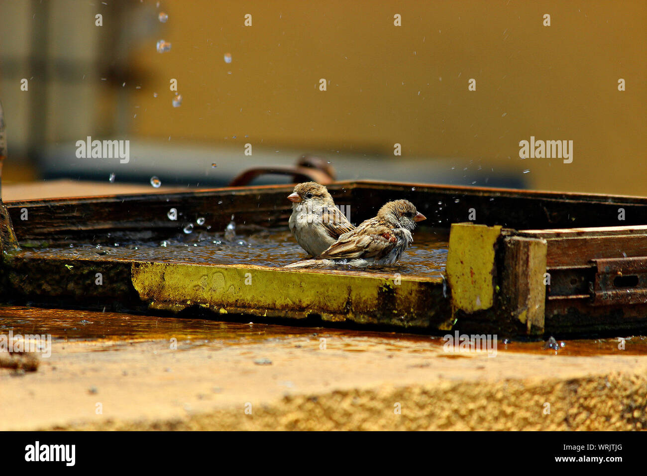 Two Sparrows Bathing High Resolution Stock Photography and Images - Alamy