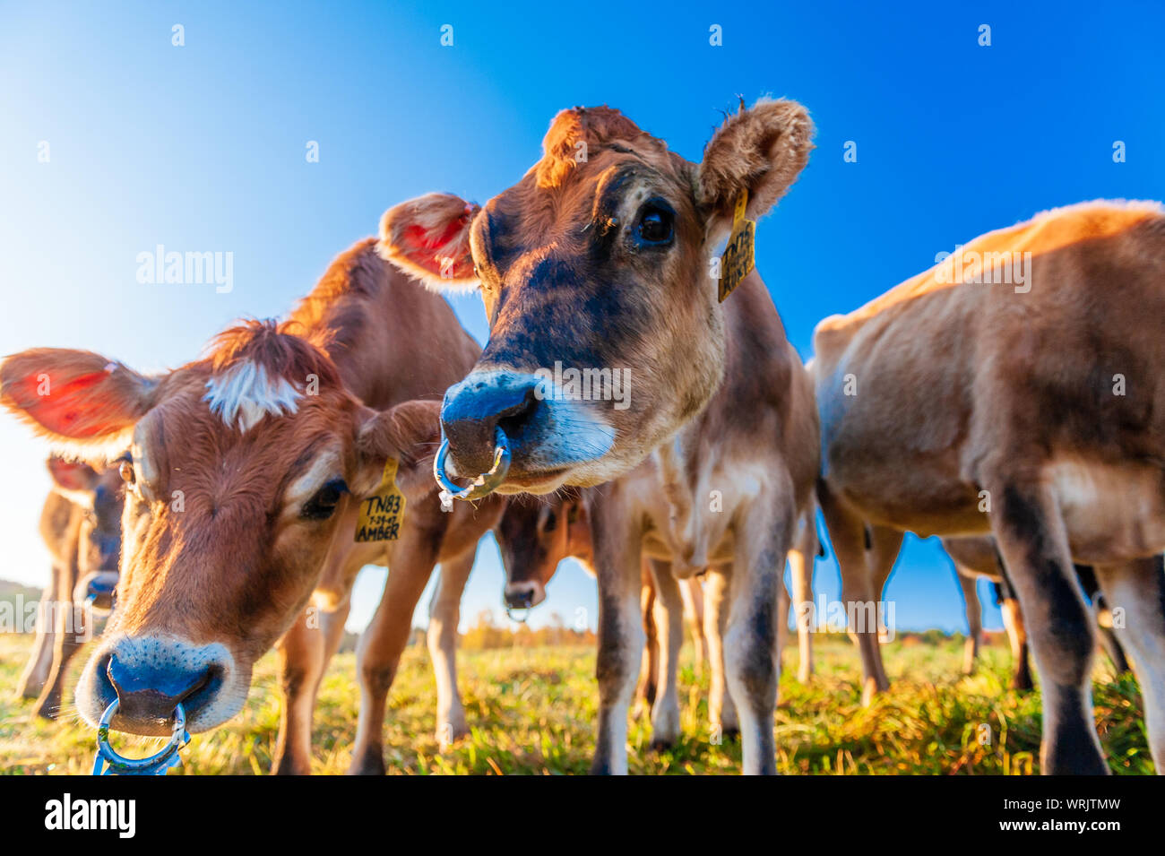 Closeup of cows looking at the camera, Stowe, Vermont, USA Stock Photo ...