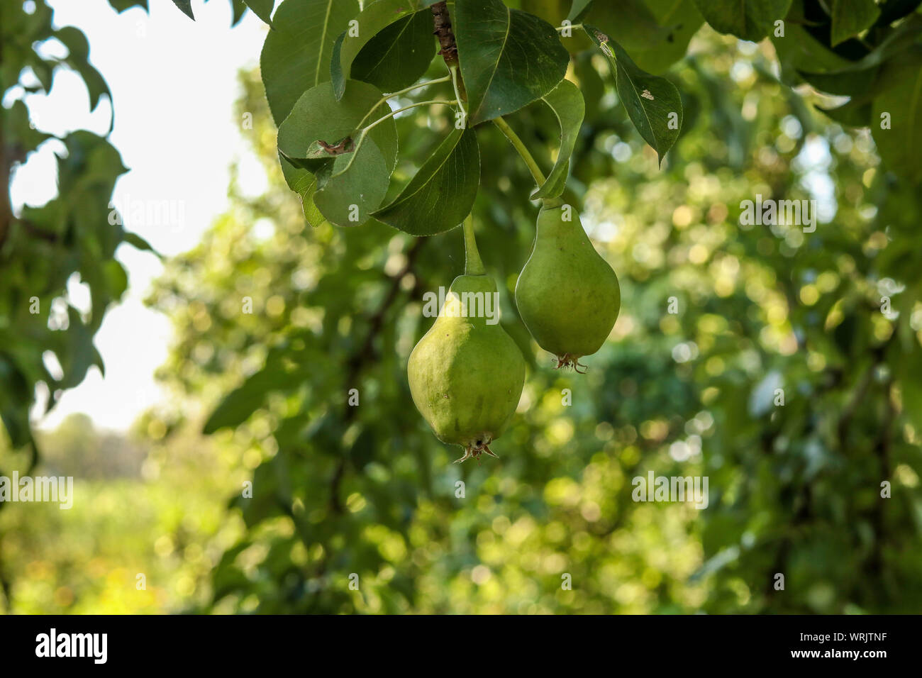 Organic pears without chemicals grow on a tree, horizontal orientation ...